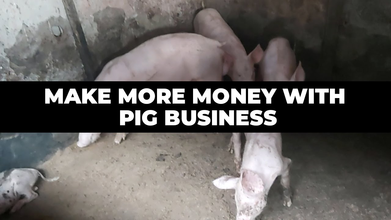 How to Make More Money Running a Piggery Business - YouTube
