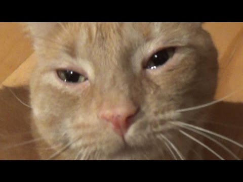 CAT CRYING WITH TEARS