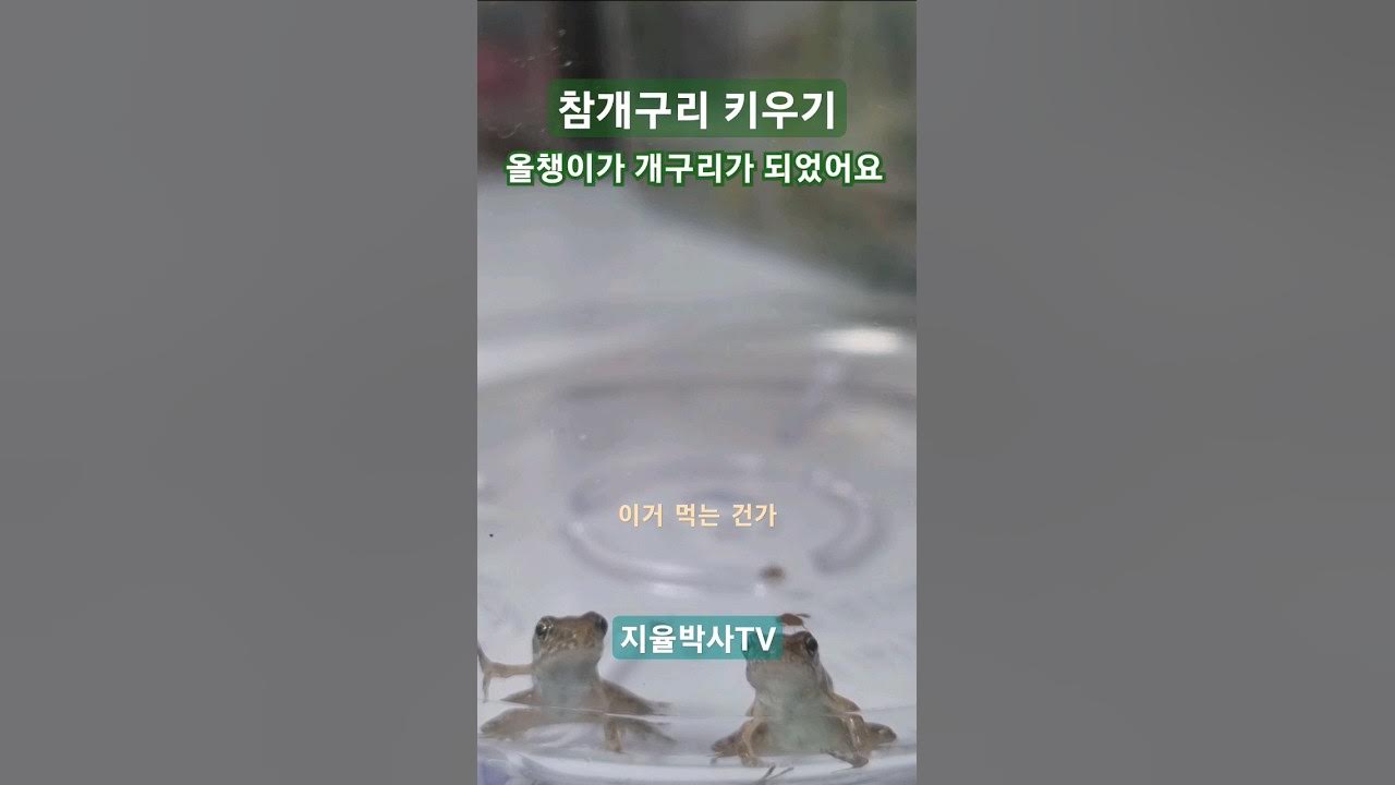 개구리가 된 올챙이 참개구리 올챙이 개구리키우기 Youtube