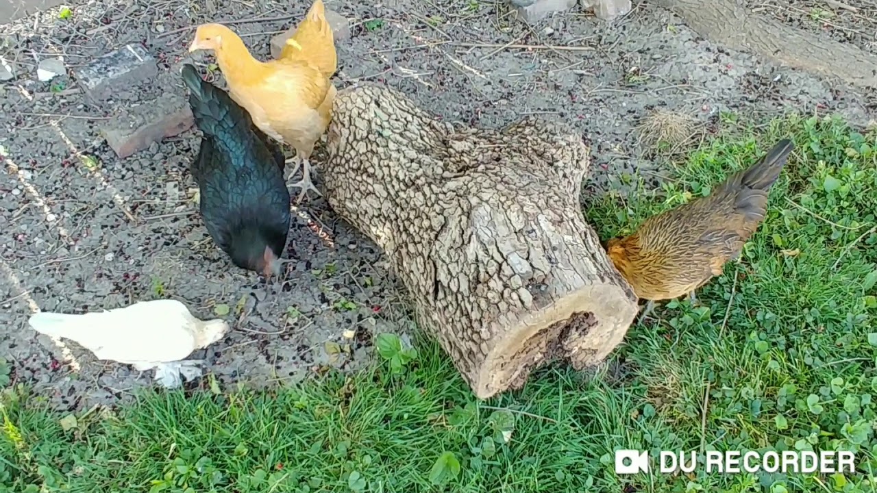 Chicken Talk! - YouTube