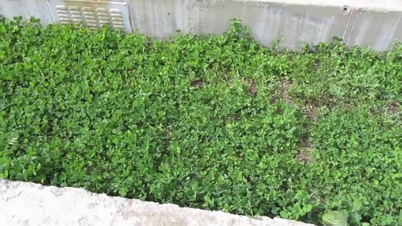 canon ixus 155 video test