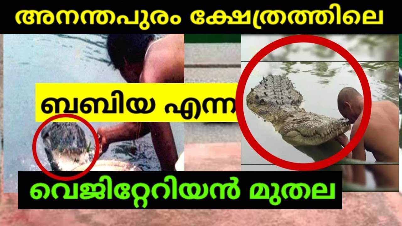 Babiya crocodile in Ananthapuram Temple|Vegetarian crocodile in Kerala ...