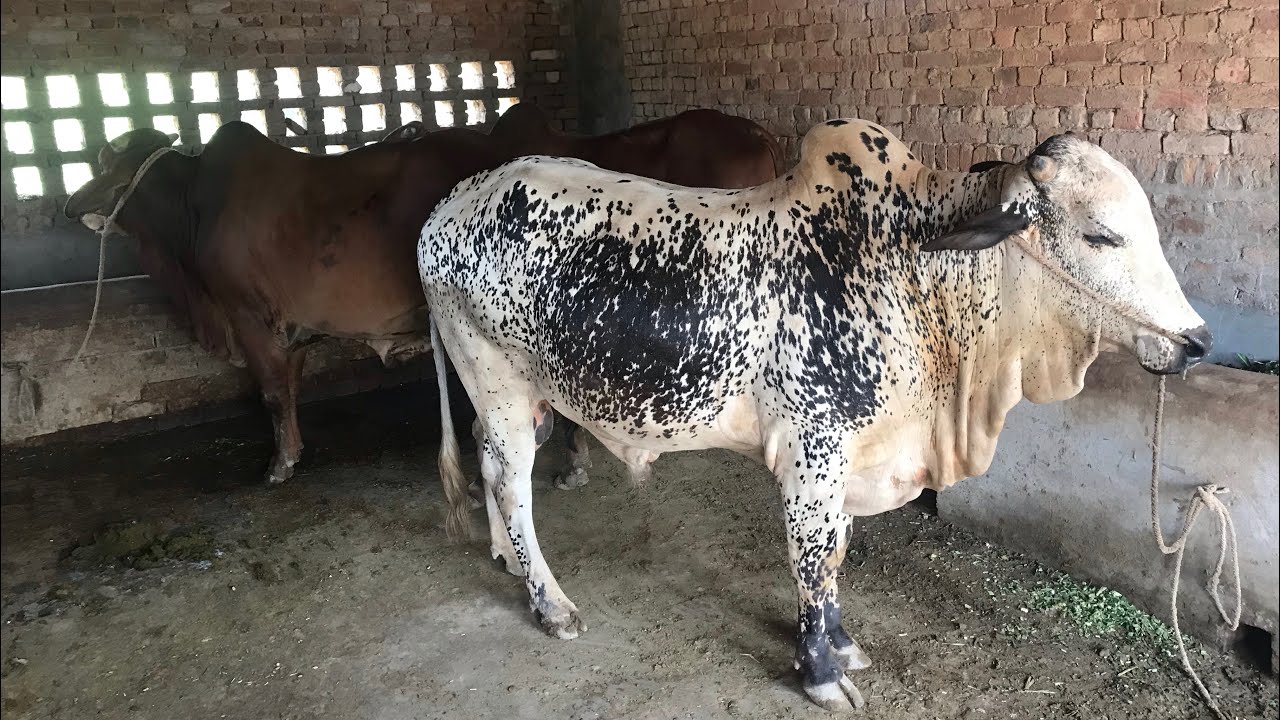 Cattle farming in Pakistan | How to build cattle farm in Low budget ...