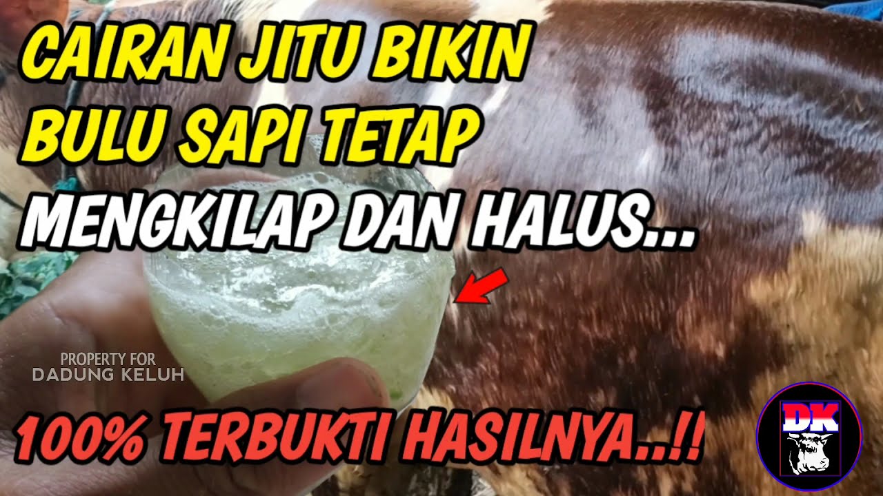 🔵 Sekali oles bulu sapi langsung mengkilap dan halus !! - YouTube