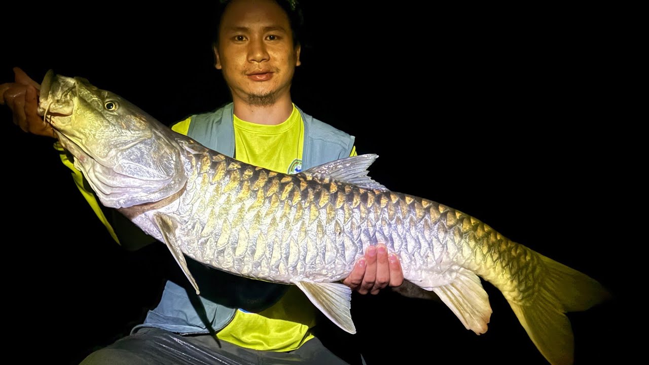 Pare River Angling, Golden Mahseer night Fishing, - YouTube
