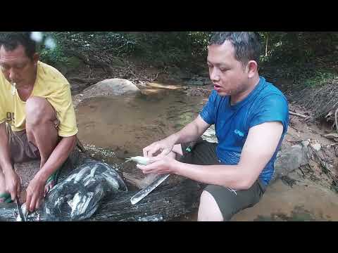 Buraya bir trol koyarsanız, çuvallar ve balıkçılar getirmeniz gerekir | Borneo Balıkçılık Kampı