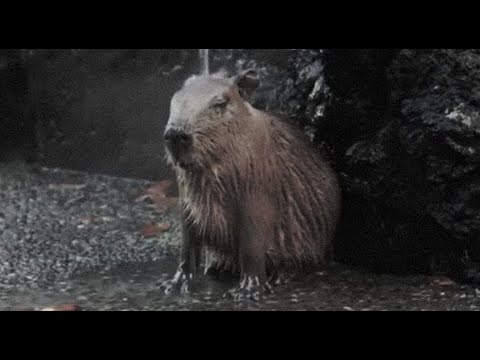 capybara sad hours - YouTube