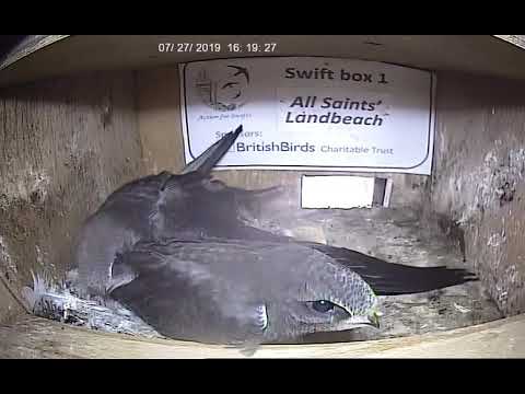 Action for Swifts: Cameras in Swift boxes