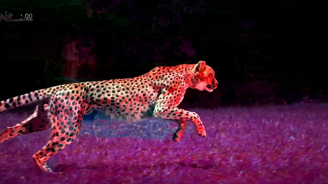 Cheetah In slow motion hd datamoshed. - YouTube