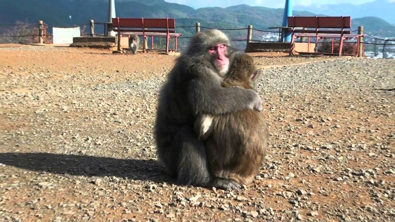 Female-female mounting in Japanese macaques - YouTube