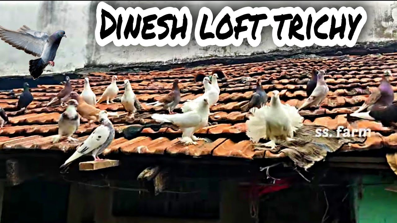 Romer& fancy pigeons|#pura valarpu|fancy pigeons breeding🕊#pigeons ...