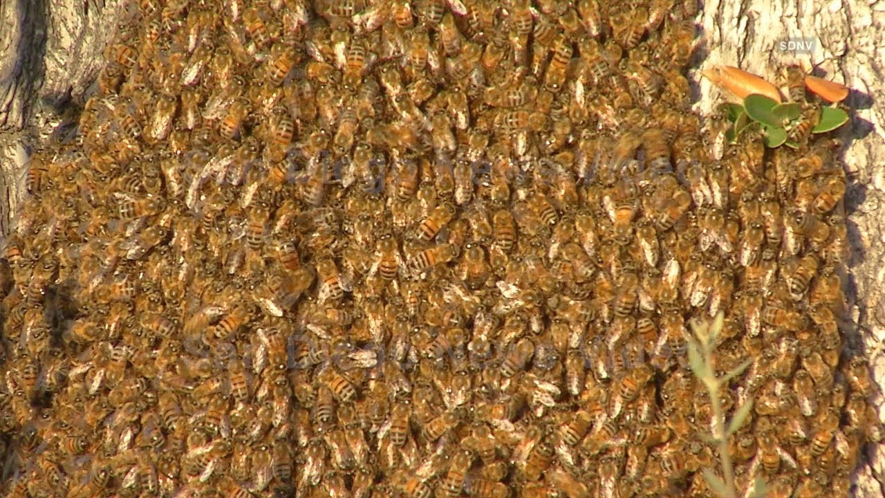 Police respond for swarm of thousands of bees near two schools ...