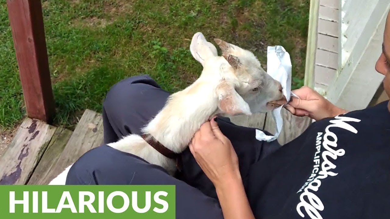 Baby goat loves ice cream, gets intense brain freeze - YouTube