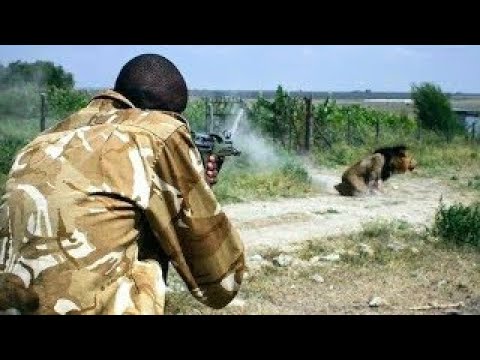 One Lion Bullet Hunting Wild Animals - YouTube
