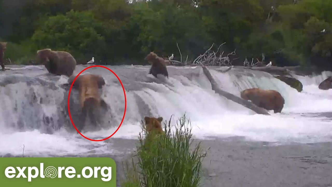 Bears Falling off Brooks Falls - YouTube