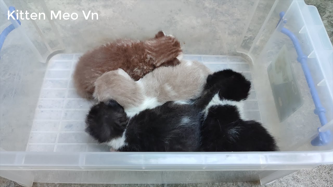 Simple white box with four kittens inside - YouTube