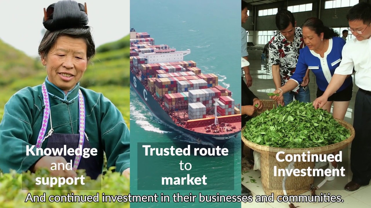 Unleash the potential of Chinese tea with James Finlay Guizhou - YouTube
