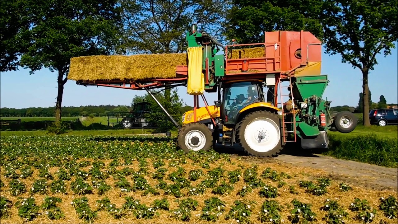 Stro leggen tussen aardbeien / Laying Straw between strawberries / New ...