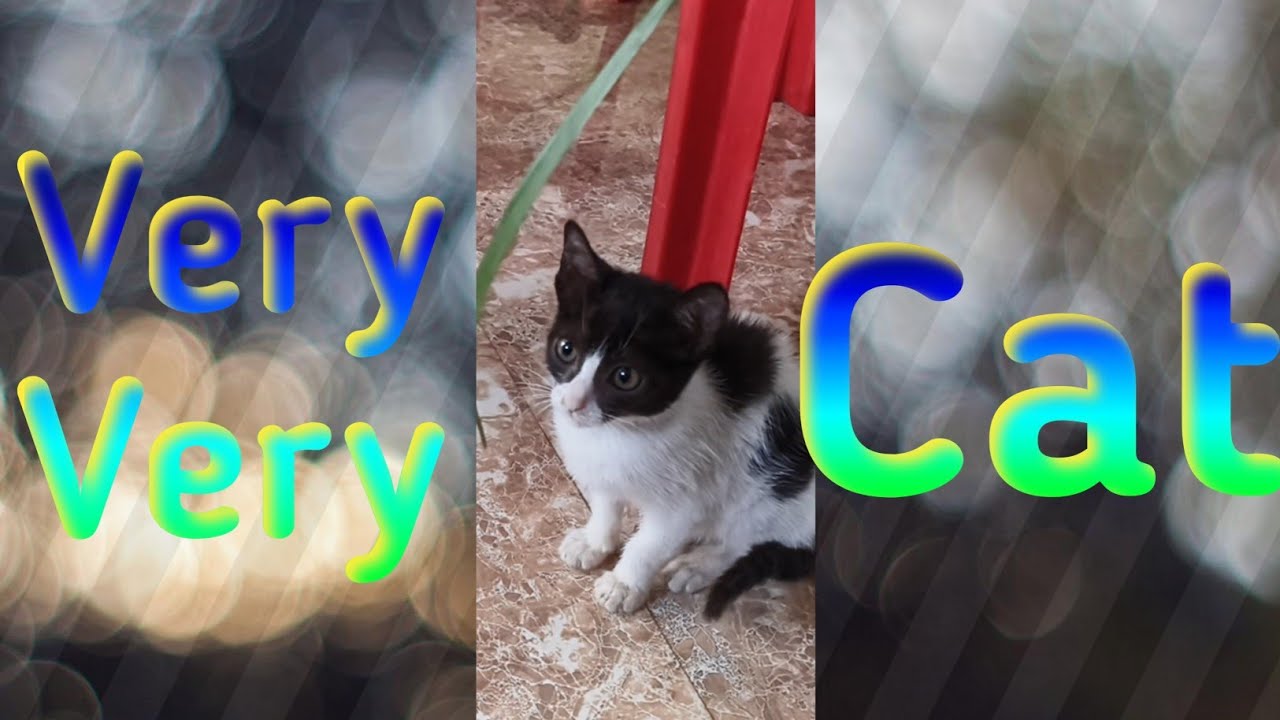 Cat ka funny Activities dekhna hai to dekhiye।Cat funny moments ...