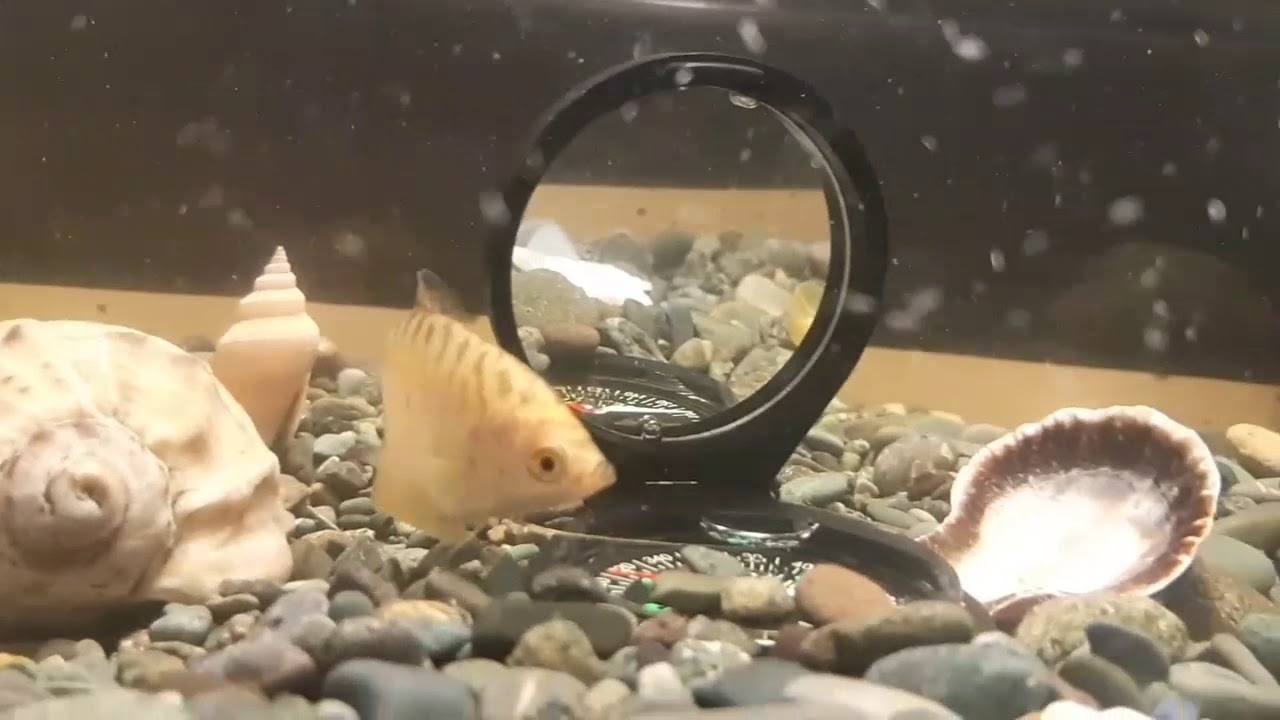 Mirror in the aquarium and fish reaction - YouTube