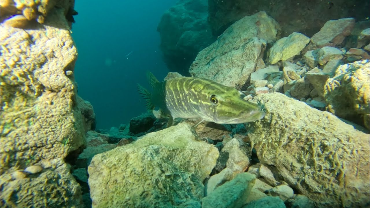 What the Fish? Zakrzówek’s Underwater Extravaganza - YouTube