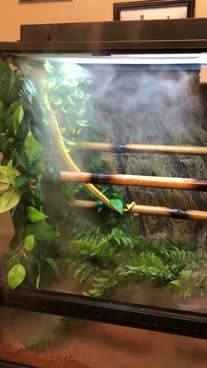 MyGreen Tree Python Cage Set-up - YouTube