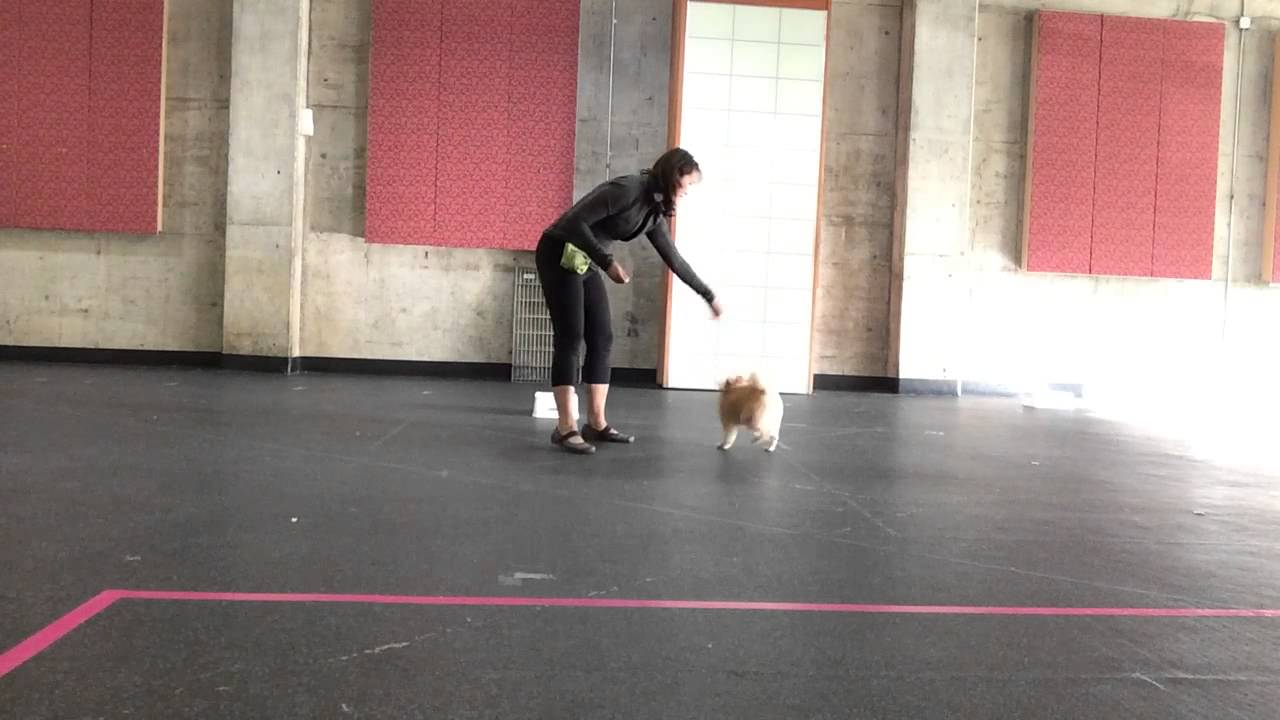 Biscuit's Happy Dance - YouTube