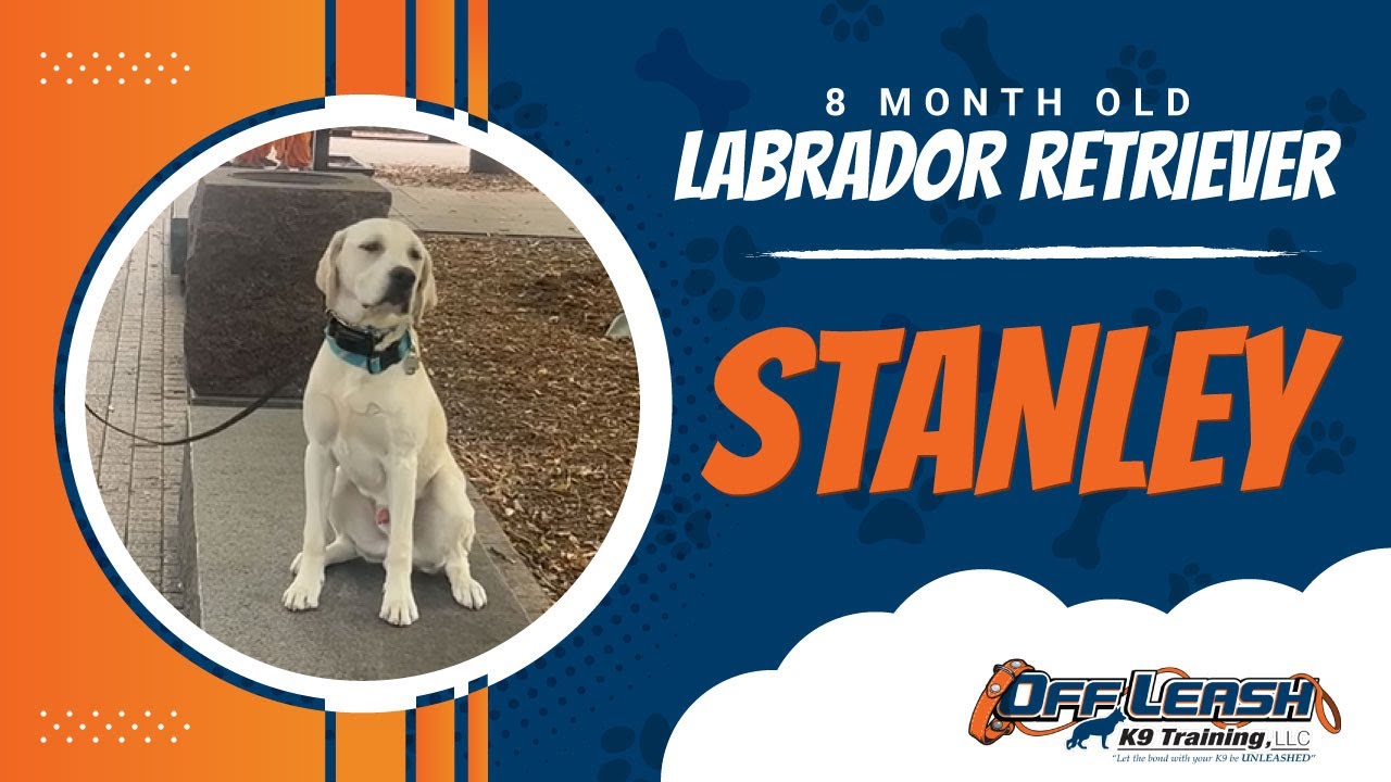 Labrador retriever ,8 Months Old, Stanley | Best Dog Trainers Northern ...