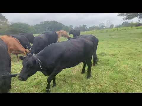 650 turn out cattle. - YouTube