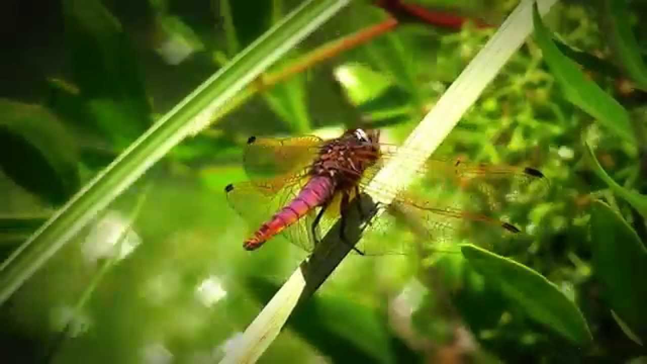 Libélula HD 1080 - YouTube