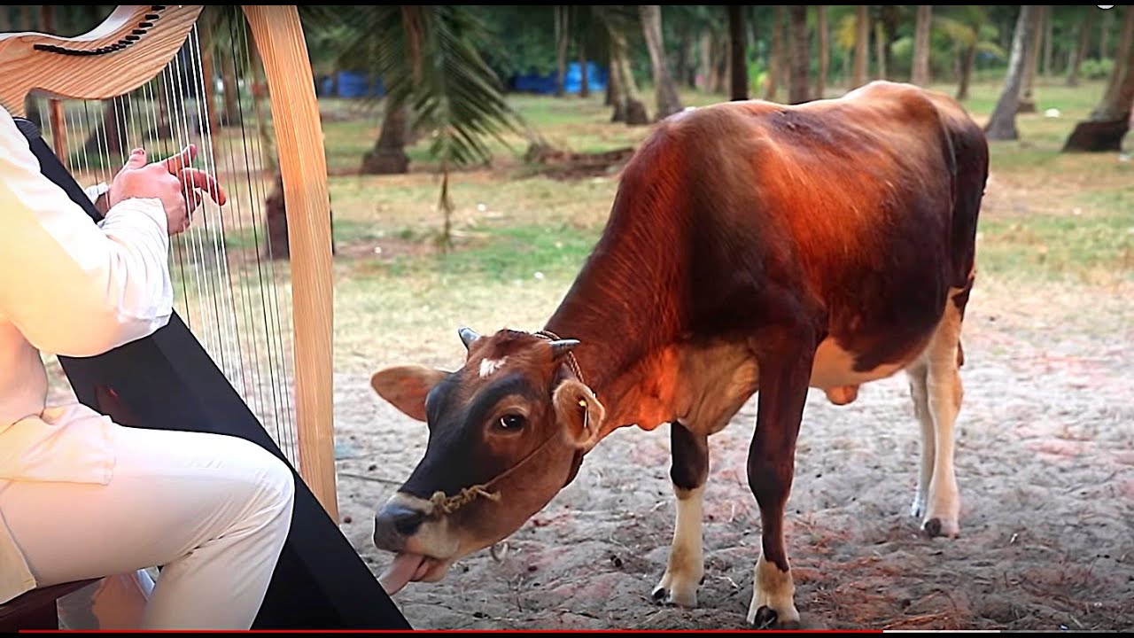 Namaste /Sacred Indian cow lick the harp/Relax Music Alizbar /Wind harp ...