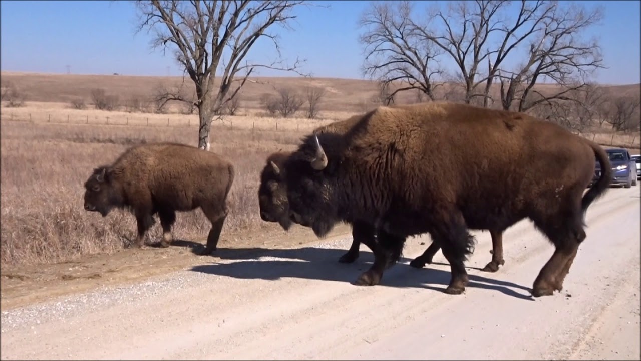 bison crossing b 3 3 18 Neal Smith National Wildlife Refuge - YouTube