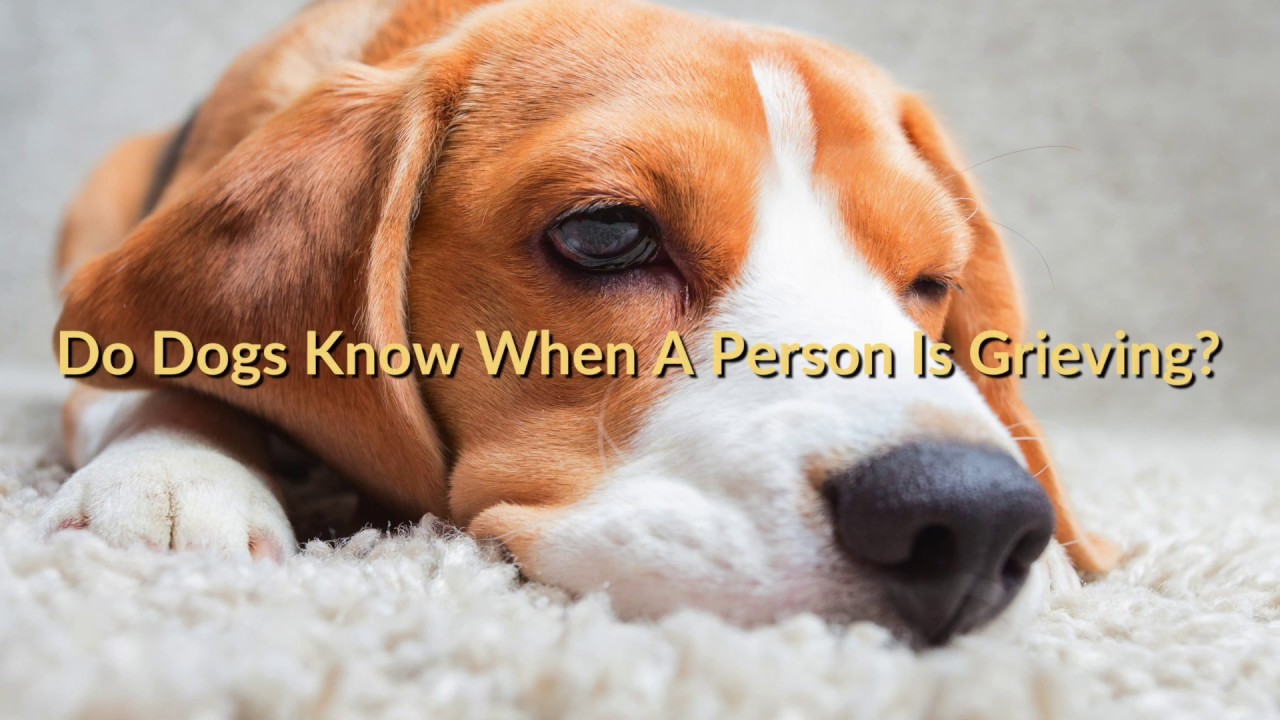 Do Dogs Know When A Person Is Grieving? - YouTube
