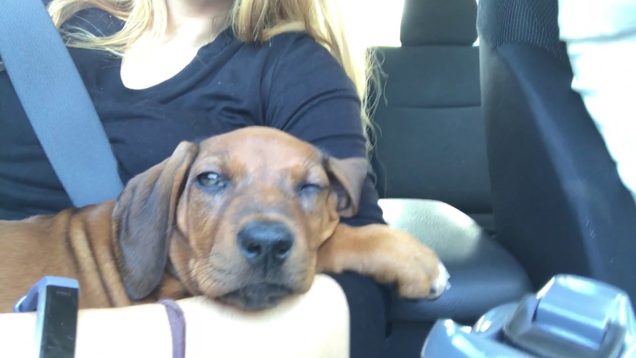 Car Ride Home with 8-Week-Old Rhodesian Ridgeback Puppy - YouTube