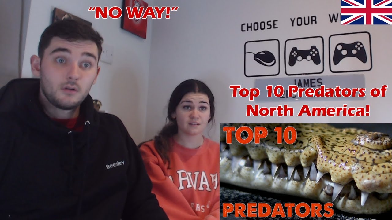 British Couple Reacts to Top 10 Predators of North America! - YouTube