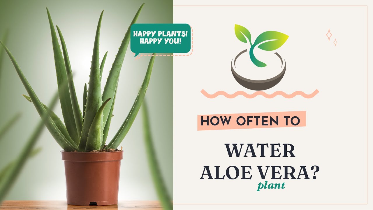 🍀🌸🌿How Often to Water Aloe Vera Plant? The Ultimate Guide! - YouTube