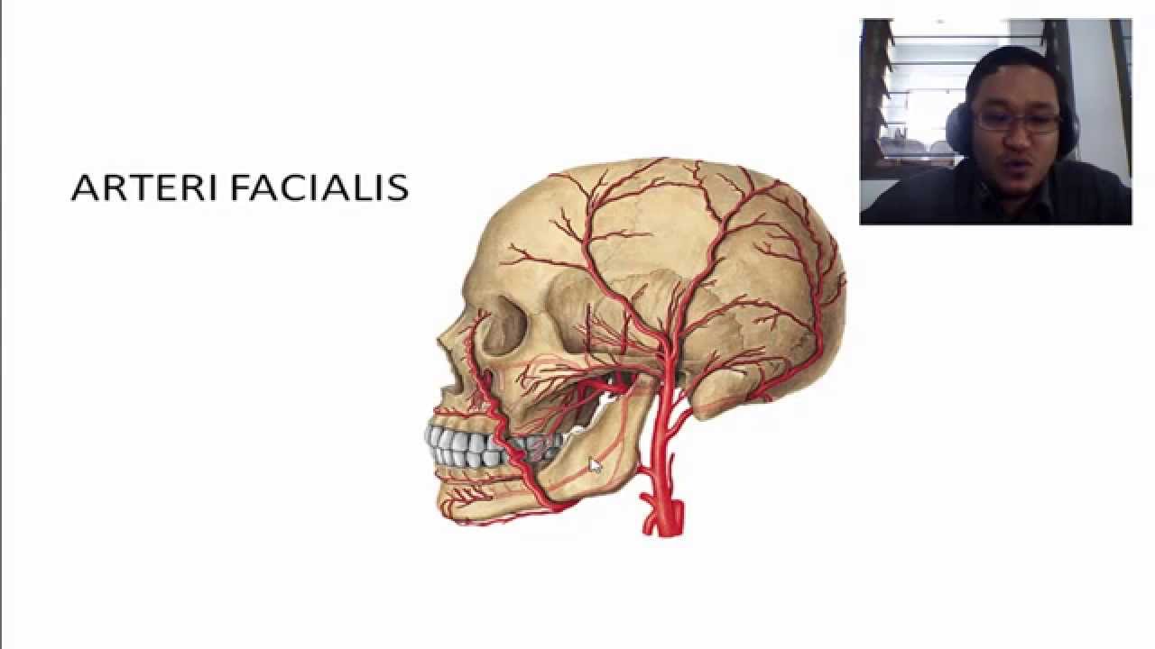 arteri facialis (tugas workshop LP3) - YouTube