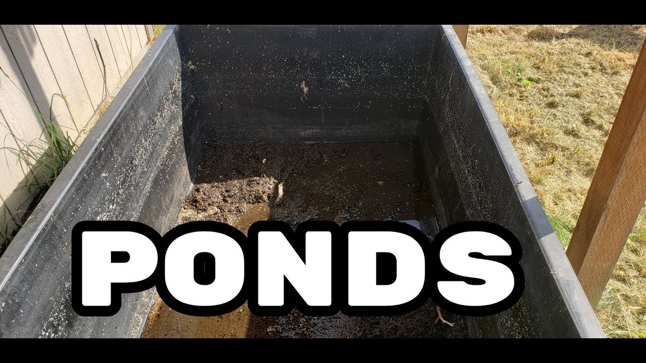 Lets Talk PONDS - I Need Your Help - YouTube