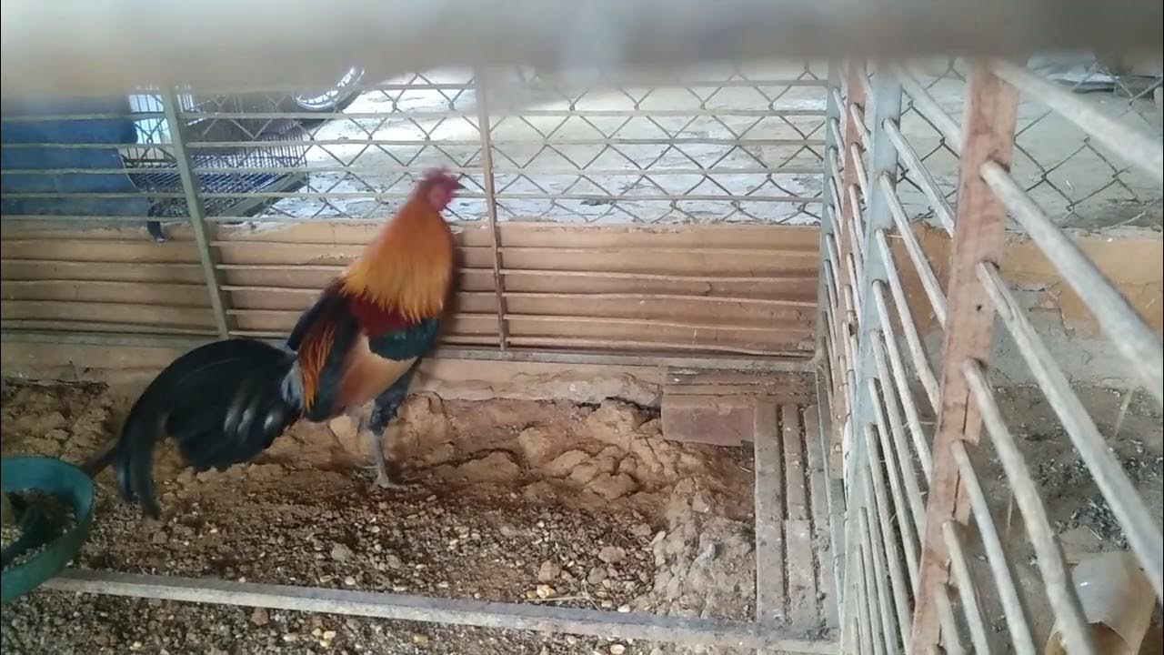 tus qaib qus daj zoo nraug kawg li nawj - YouTube