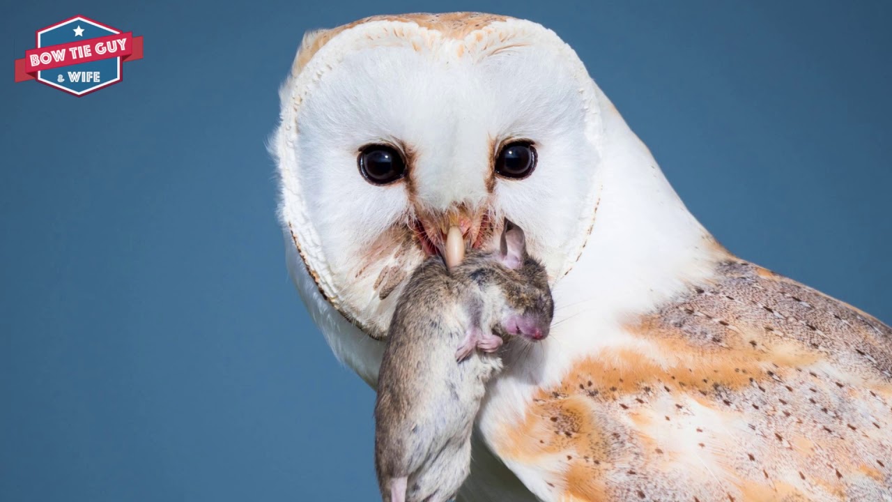 Adaptations Educational Video for Kids - YouTube