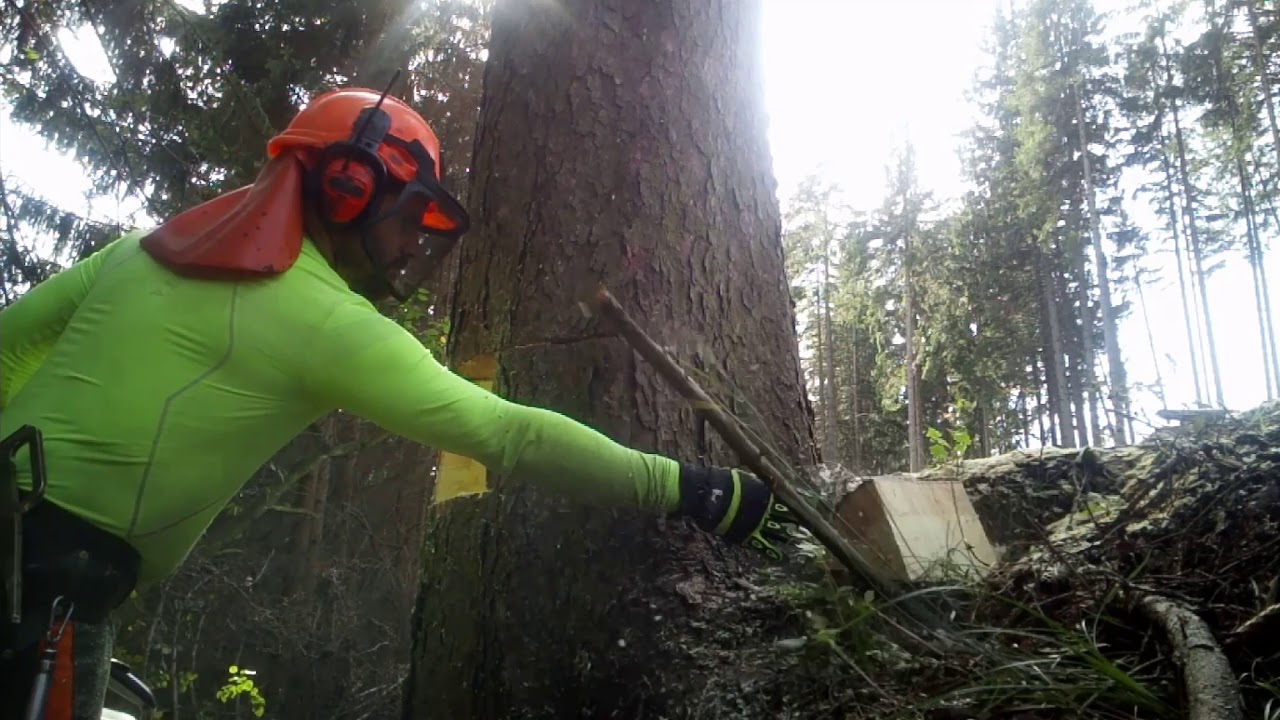 Working in forest, 286-2019, Im wald arbeiten, Práce v lese 🇨🇿 - YouTube