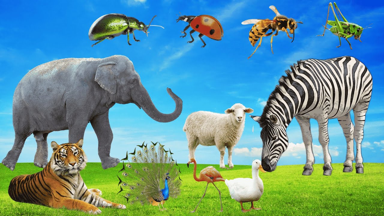 Discover Animal Sounds: Cow, Tigers, Elephants, Birds & More | Relaxing ...