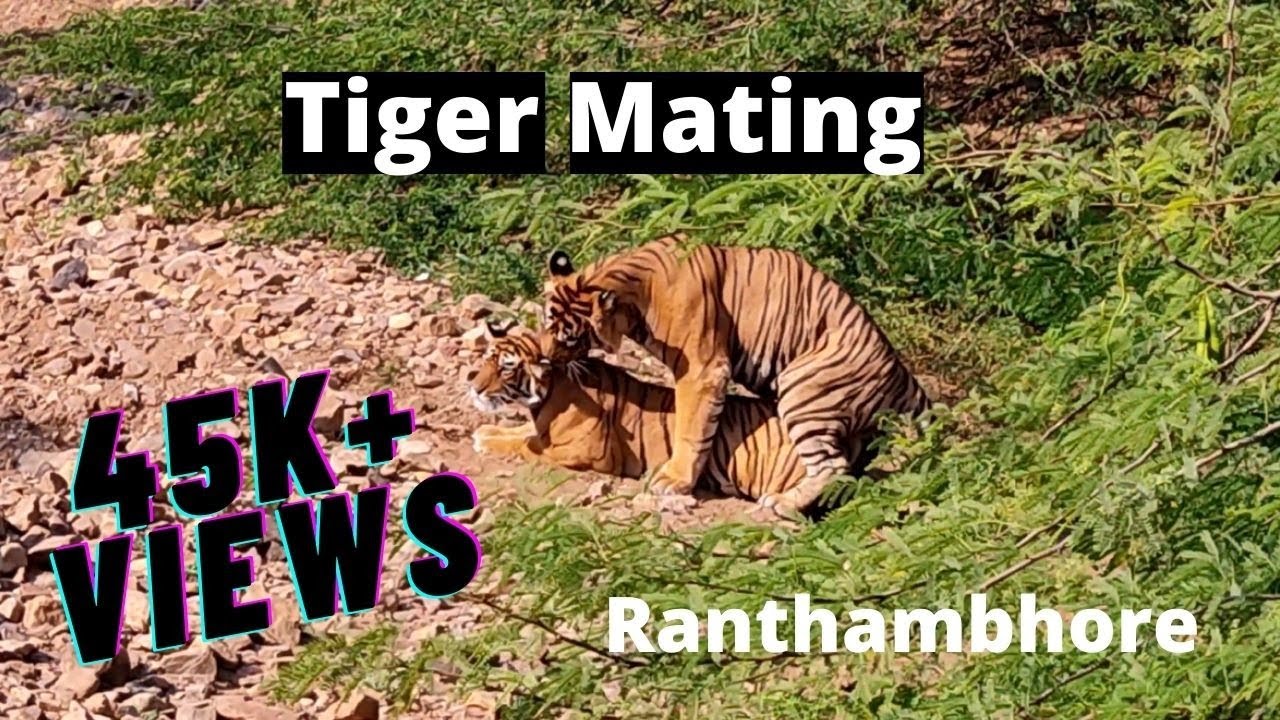 Tigers are on Mating in Ranthambore National Park (Wildlife) /Full day ...