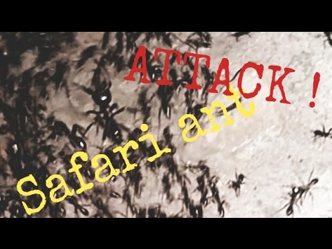 Safari ants attack - YouTube