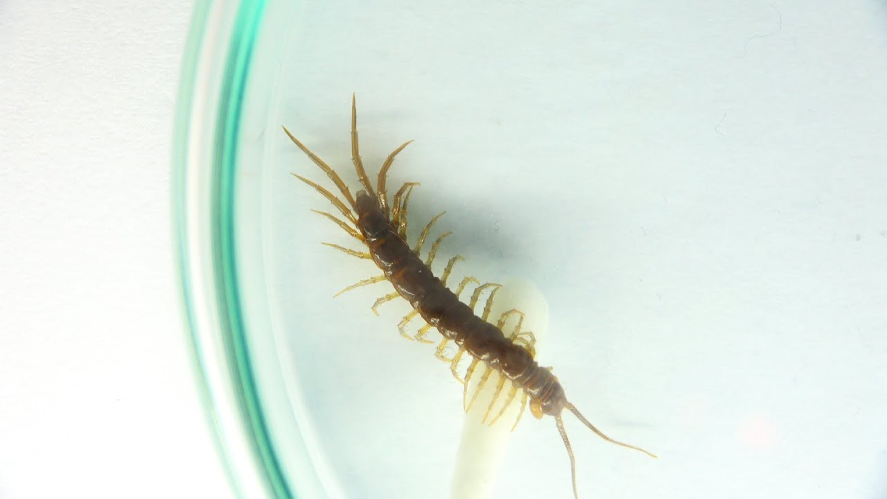 Centipede Under A Microscope