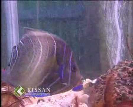 Marine Aquarium : Ornamental fish rearing - YouTube