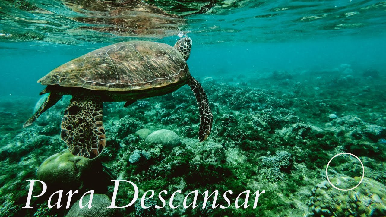 MINUTOS RELAX 🧘‍♀️🧘‍♂️ relaxing music | seabed with beautiful fish ...