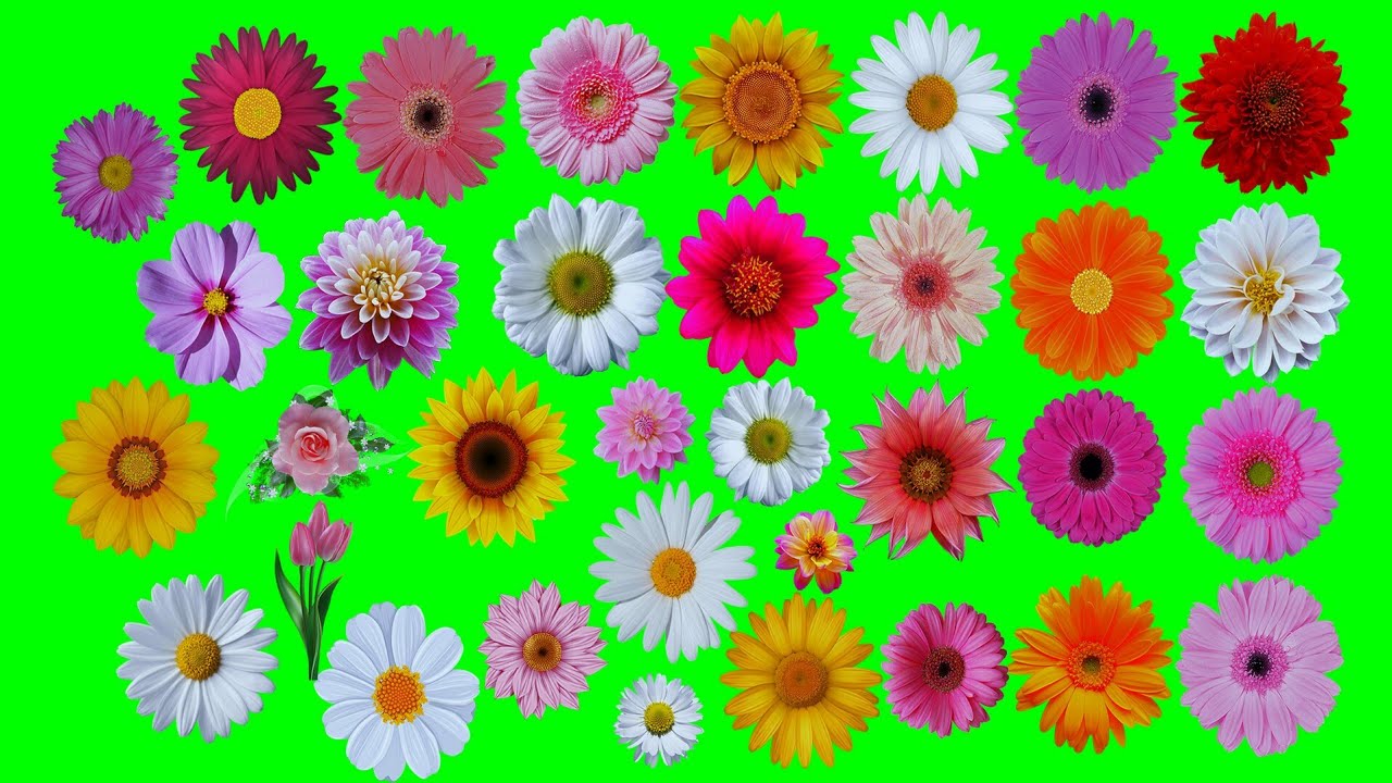 Green Screen Animated Flower | Frame Flowers | 10 Flowers Animation ...