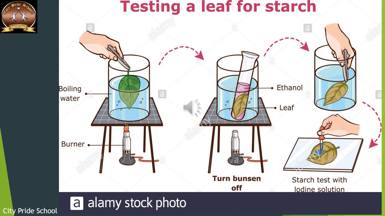 Class 6 Science video- Plants Form and Function 5 - YouTube