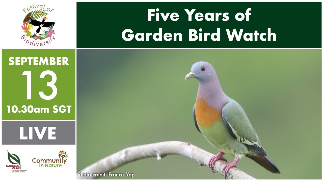 NParks Spotlight: Five Years Of Garden Bird Watch (Festival of ...